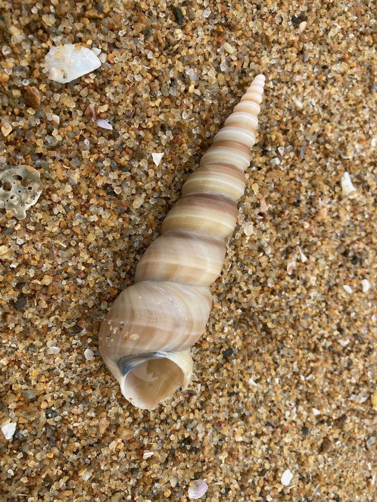 Turritella attenuata from Thiruvalluvar Nagar Beach, Valmiki Nagar, Chennai, Tamil Nadu 600041 ...