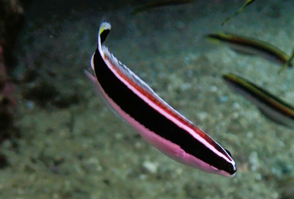 Comb Wrasse from Sydney NSW, Australia on May 29, 2023 at 10:22 AM by ...