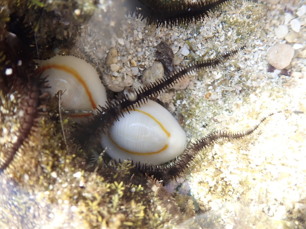 Gold Ring Cowry from 台灣海峽, TW on July 22, 2023 at 05:04 PM by chonhang ...