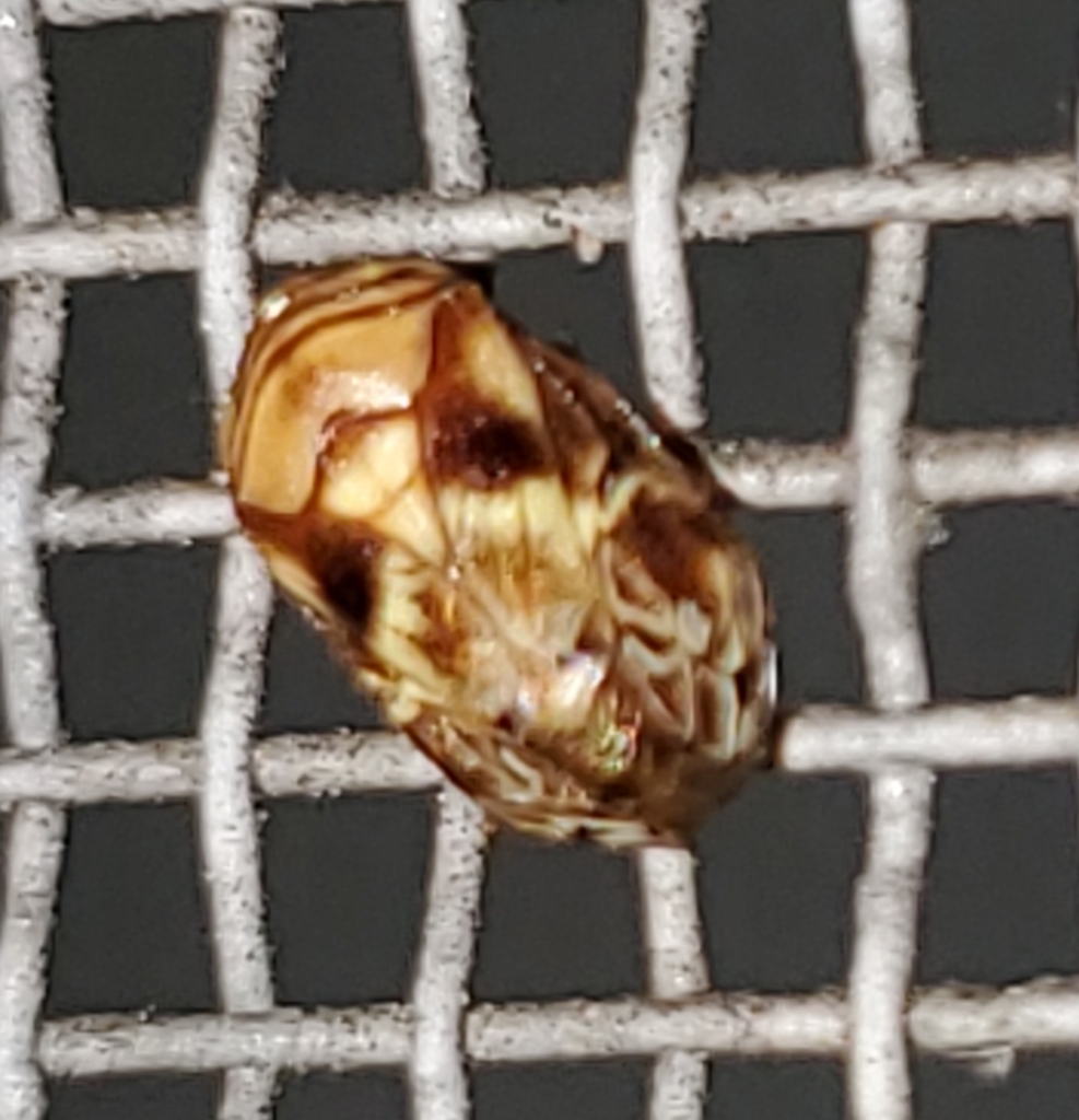 Red Cedar Spittlebug from Greenville, DE 19807, USA on July 25, 2023 at ...