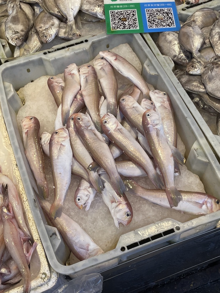 Branchiostegus albus from East China Sea, CN on July 24, 2023 at 10:00 ...