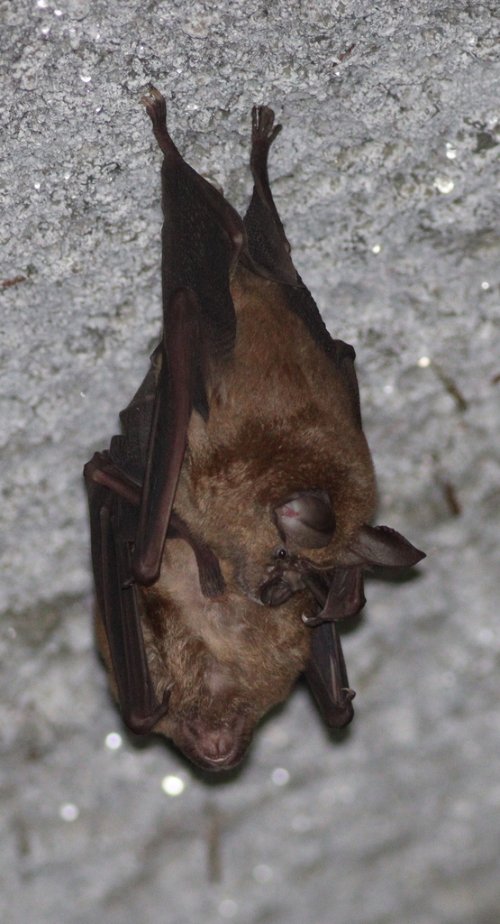 Japanese greater horseshoe bat from Kamiyahagicho, Ena, Gifu 509-7521 ...
