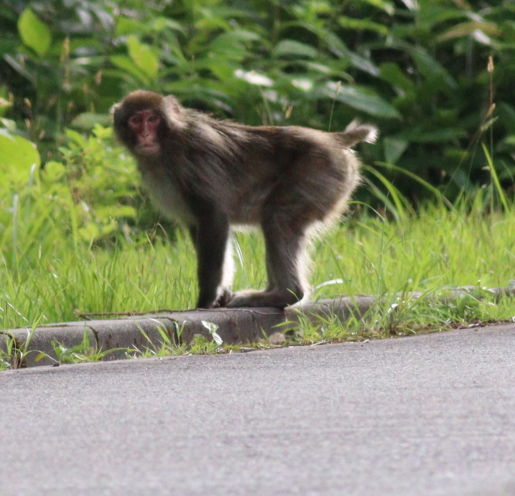 Japanese Macaque from Azumi, Matsumoto, Nagano 390-1520, Japan on July ...