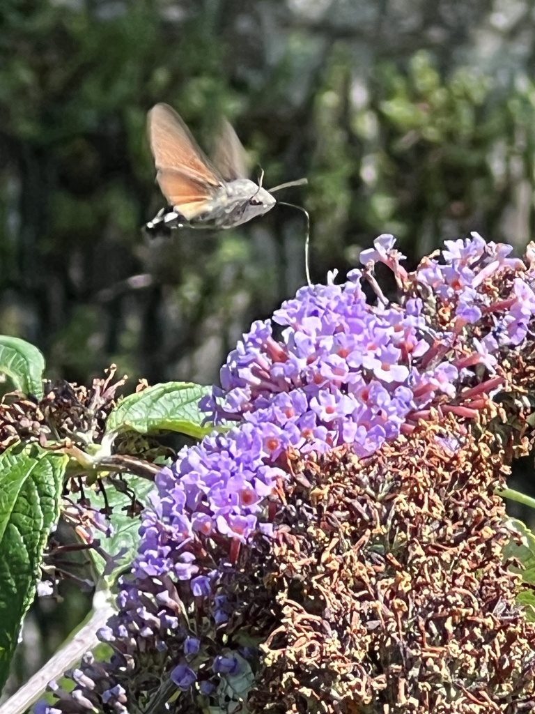 Eurasian Hummingbird Hawkmoth from East Lyn River, Lynton, England, GB ...
