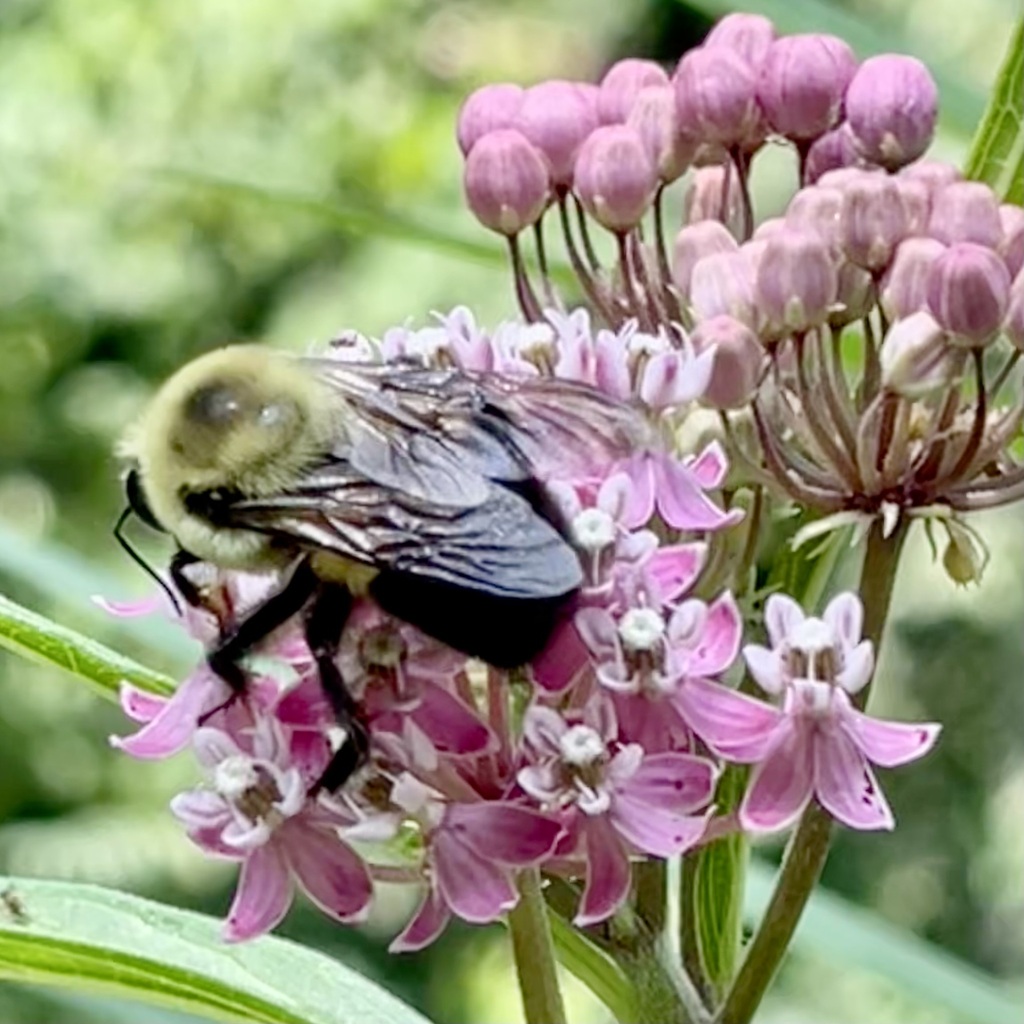 Brown-belted Bumble Bee from Manchester, MO, USA on July 23, 2023 at 12 ...