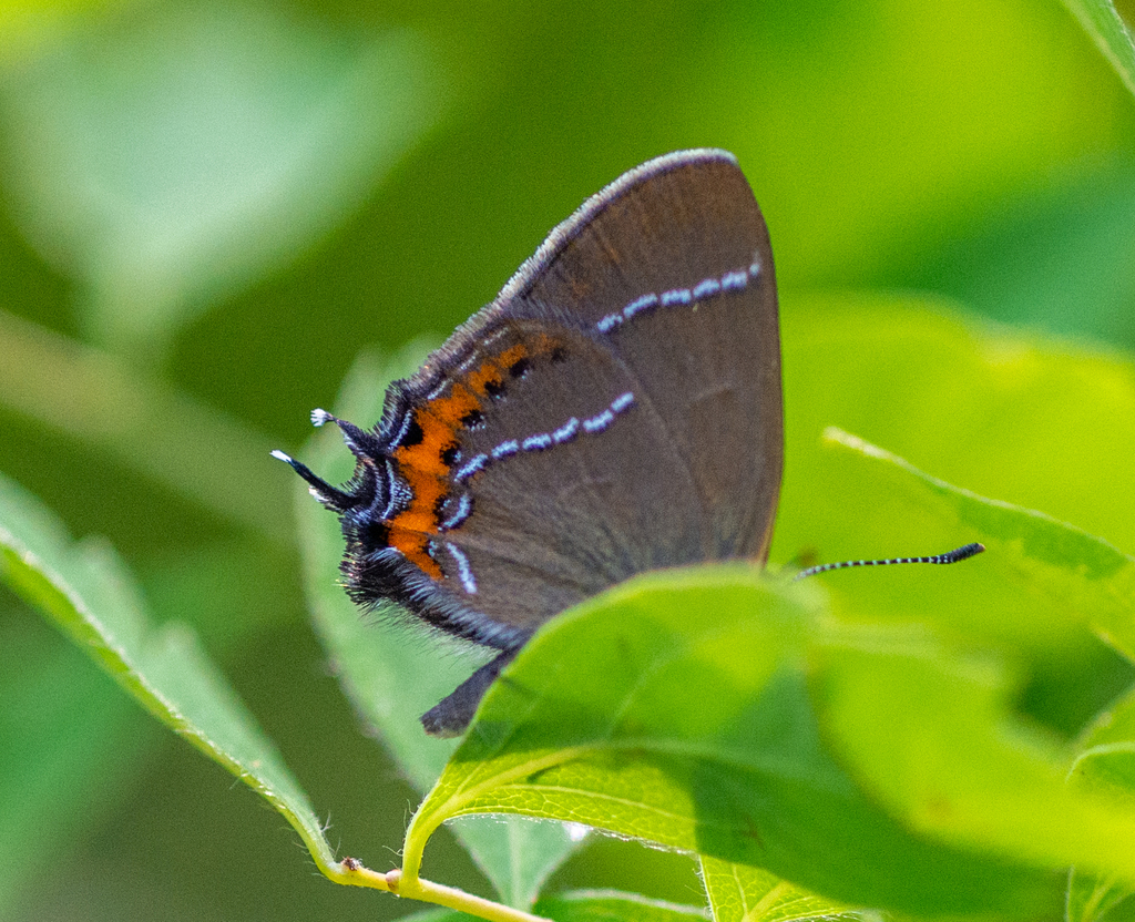 Satyrium prunoides from Змеиногорский р-н, Алтайский край, Россия on ...