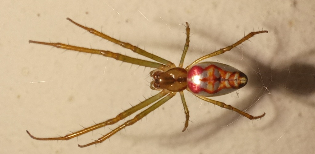 Masked Vlei Spider from Western District, South Africa on July 25, 2023 ...