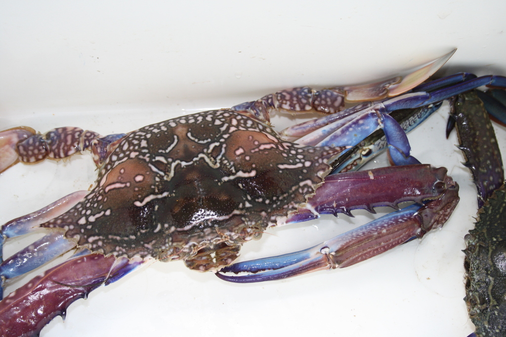 Australian Blue Swimmer Crab from Tuan QLD 4650, Australia on May 30 ...