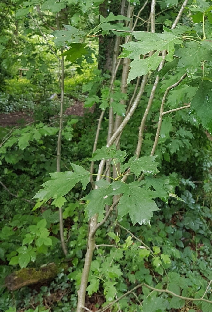 Wild Service-tree from Pound Wood Nature Reserve on July 25, 2023 at 11 ...