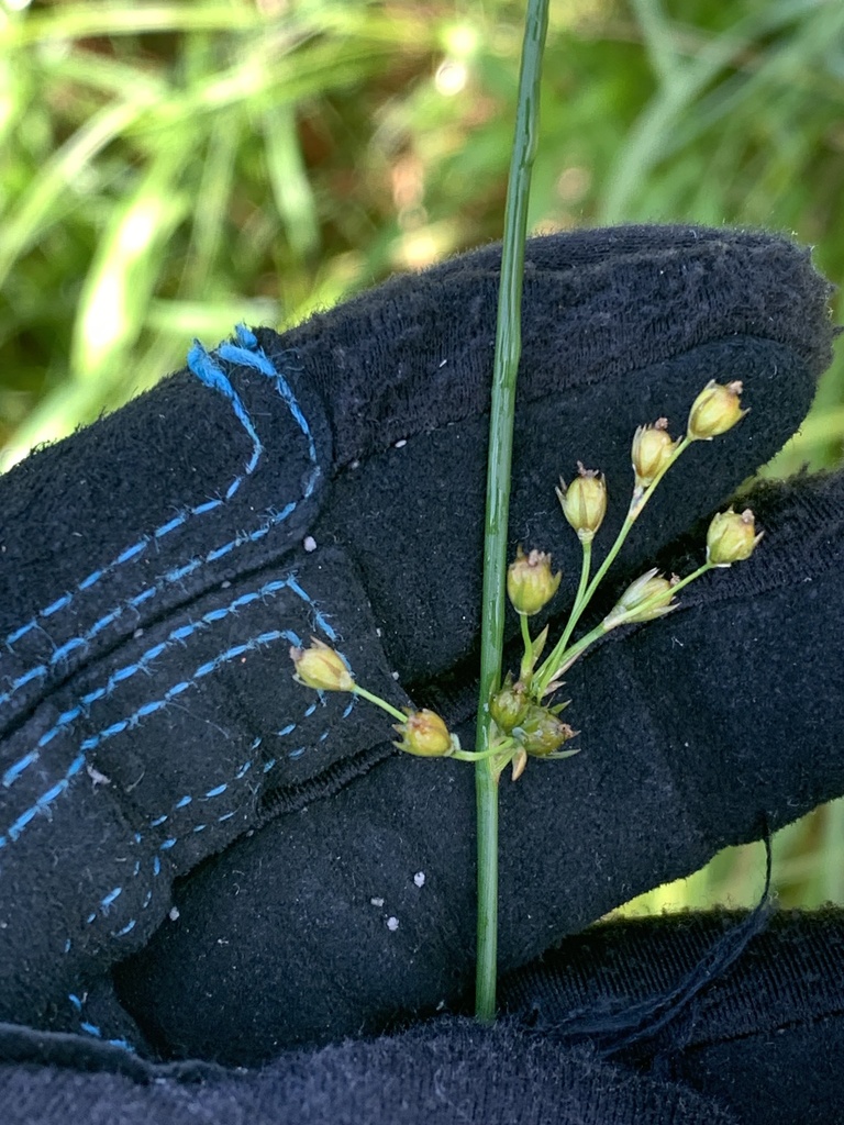 Thread Rush from Otoskwin-Attawapiskat River Provincial Park, Kenora ...