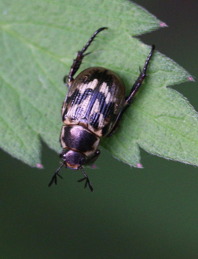 Oriental Beetle from Shinkai, Kiso, Kiso District, Nagano 397-0002 ...