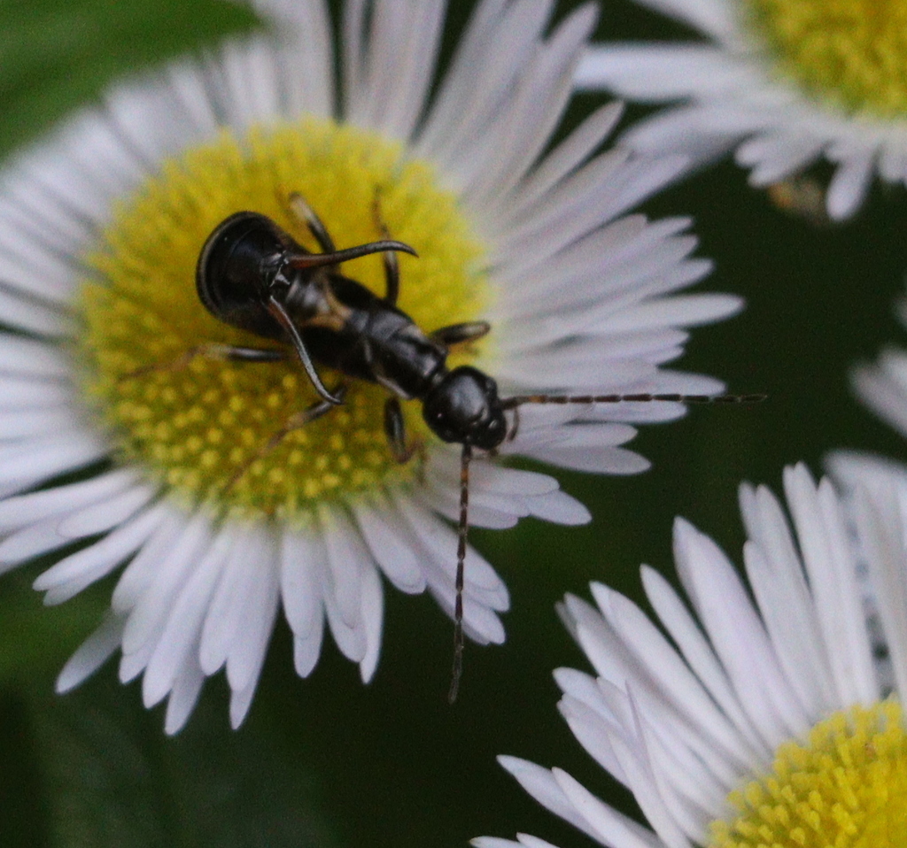 Earwigs from Shinkai, Kiso, Kiso District, Nagano 397-0002, Japan on July 24, 2023 at 10:28 AM ...