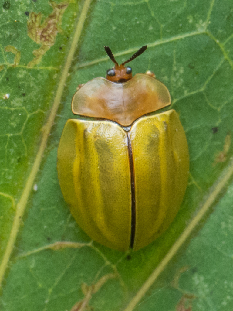 Stolas schaumi (Florianopolis - Insects, no Lepidoptera) · iNaturalist