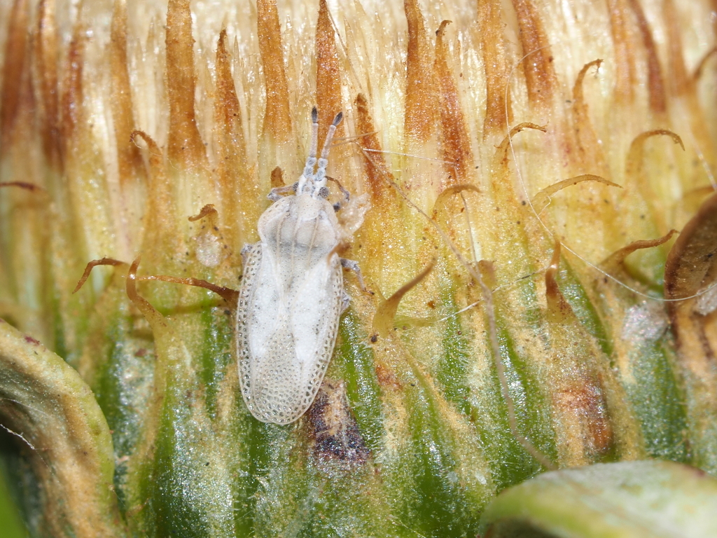 Tingis canariensis (Tenerife Hemiptera) · iNaturalist