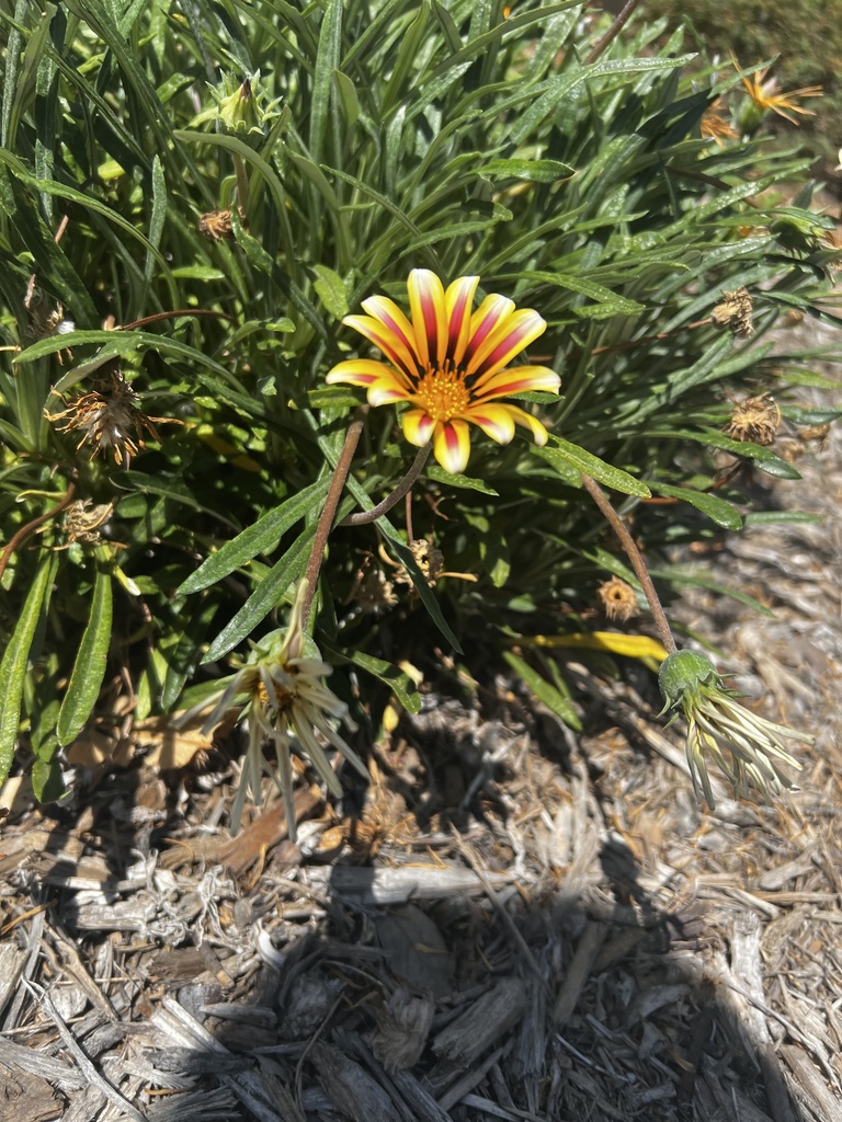 Trailing Treasureflower from Lindenwood Ln, Riverside, CA, US on June ...