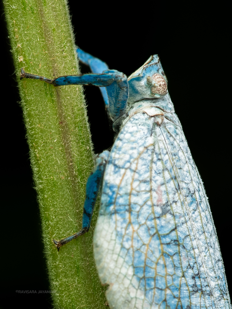 Squathoppers from pitawala on January 2, 2014 at 12:23 AM by Ravisara ...