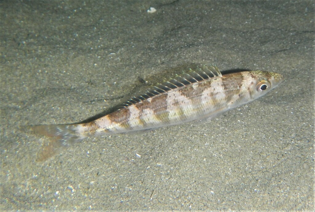 Picarel (Spicara smaris) - Marine Life Identification