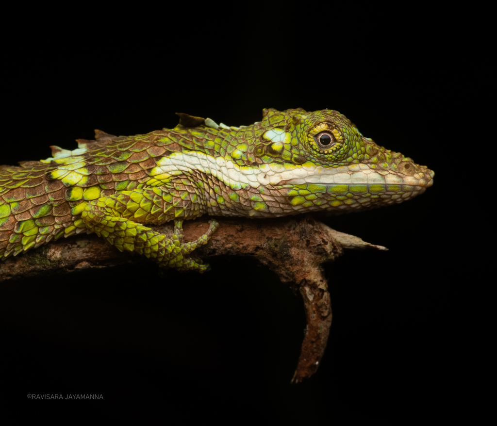 Knuckles Pygmy Lizard in July 2023 by Ravisara Jayamanna · iNaturalist