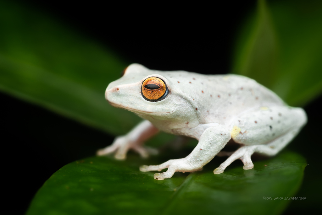 Asanka's shrub frog in July 2023 by Ravisara Jayamanna · iNaturalist