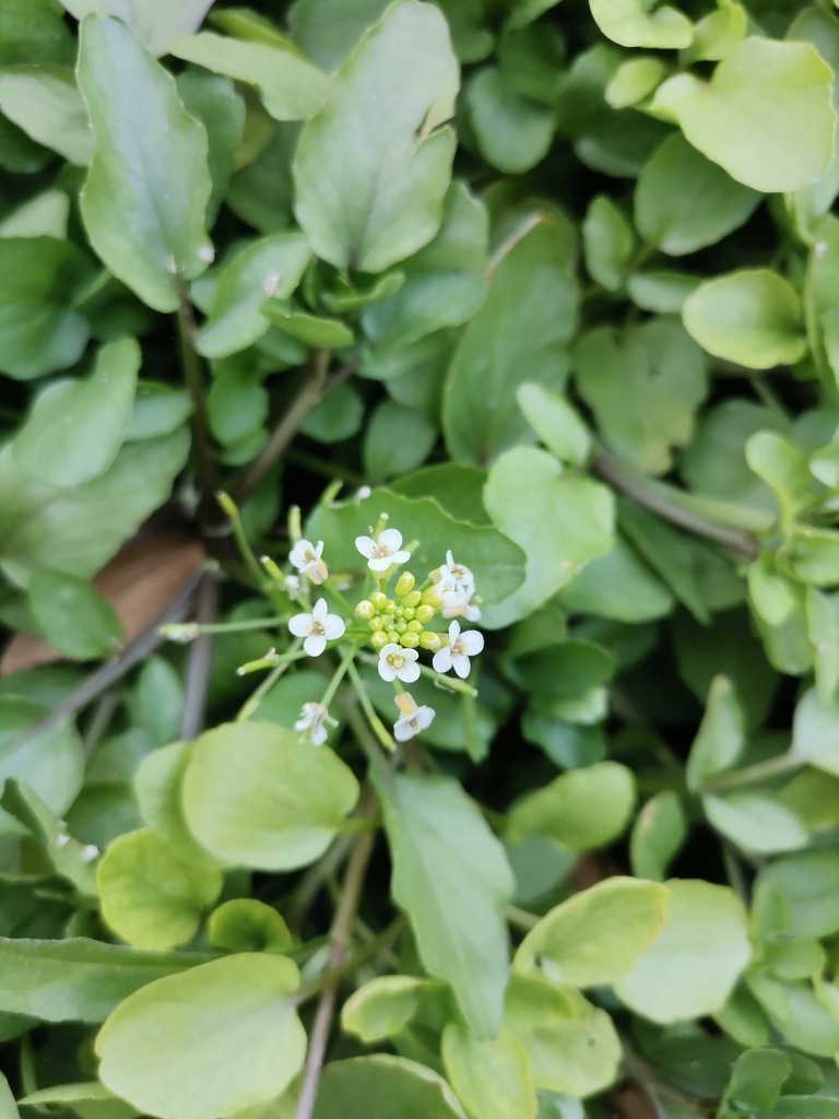 watercress from Meoqui, Chih., México on July 24, 2023 at 07:12 PM by ...