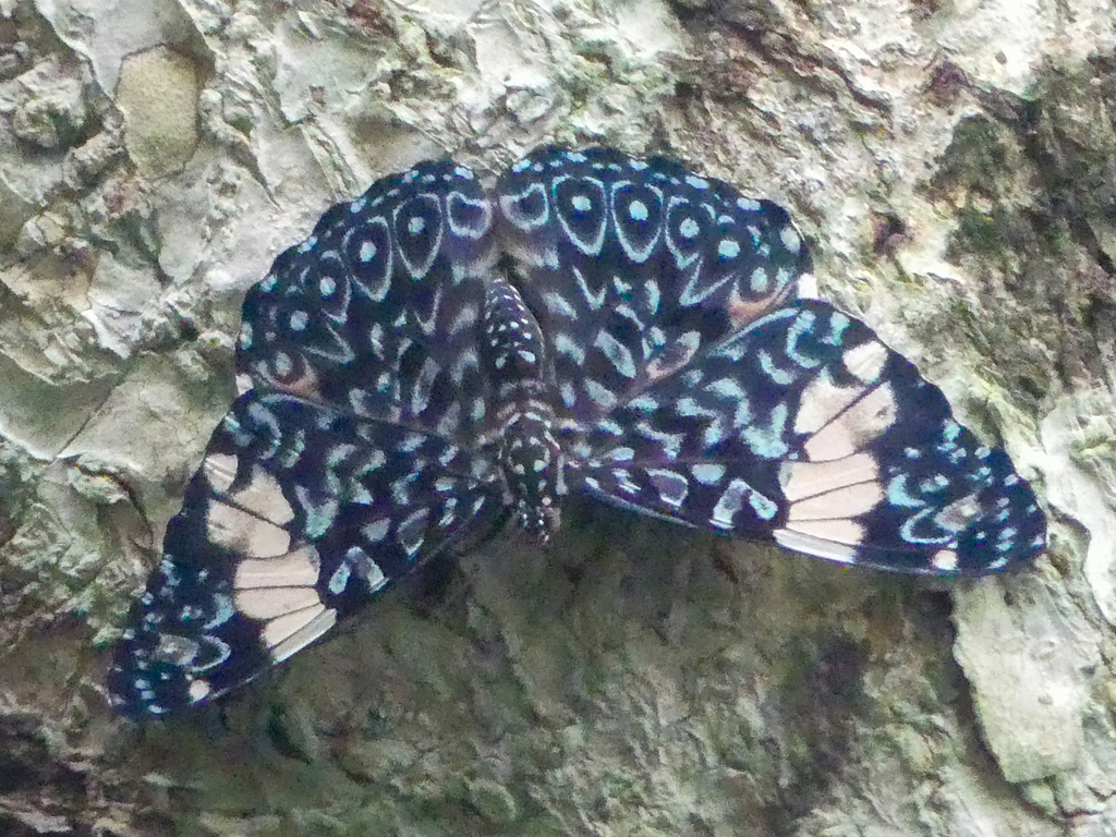 Red Cracker from Provincia de Guanacaste, Liberia, Costa Rica on July ...