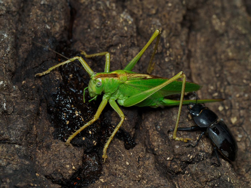 Tettigonia orientalis in July 2023 by emura_atka · iNaturalist