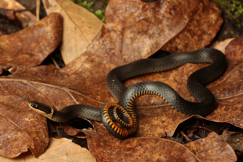 Southern Ringneck Snake in January 2019 by Zach Lim · iNaturalist