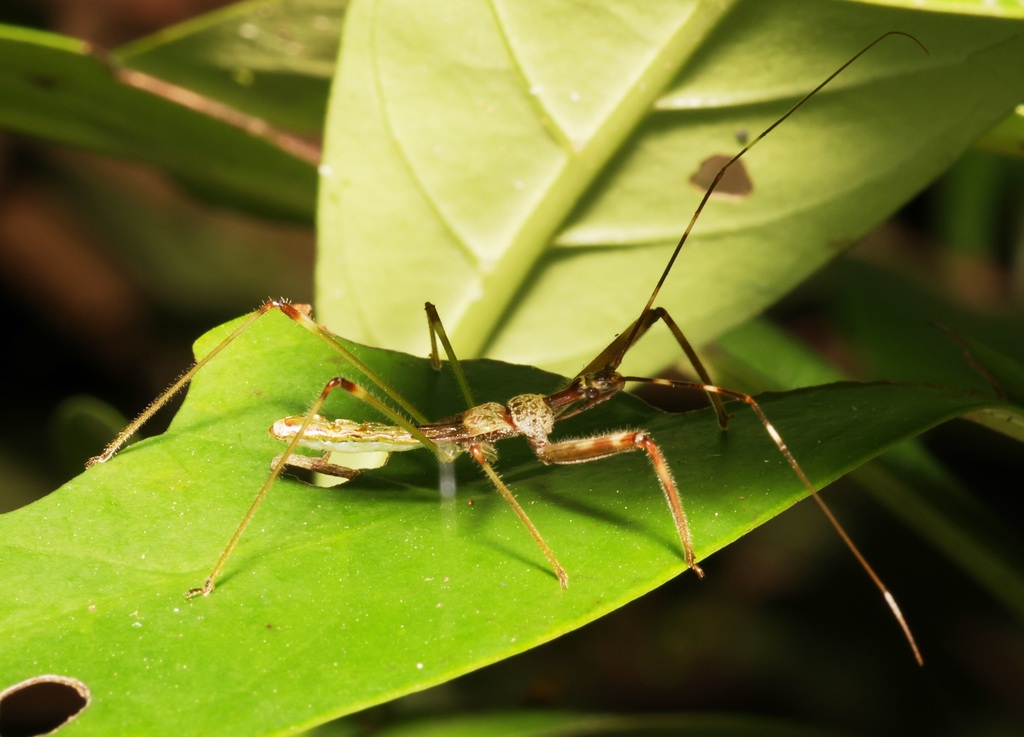 Assassin Bugs from Clear Water Bay, Hong Kong on July 24, 2023 at 07:59 ...