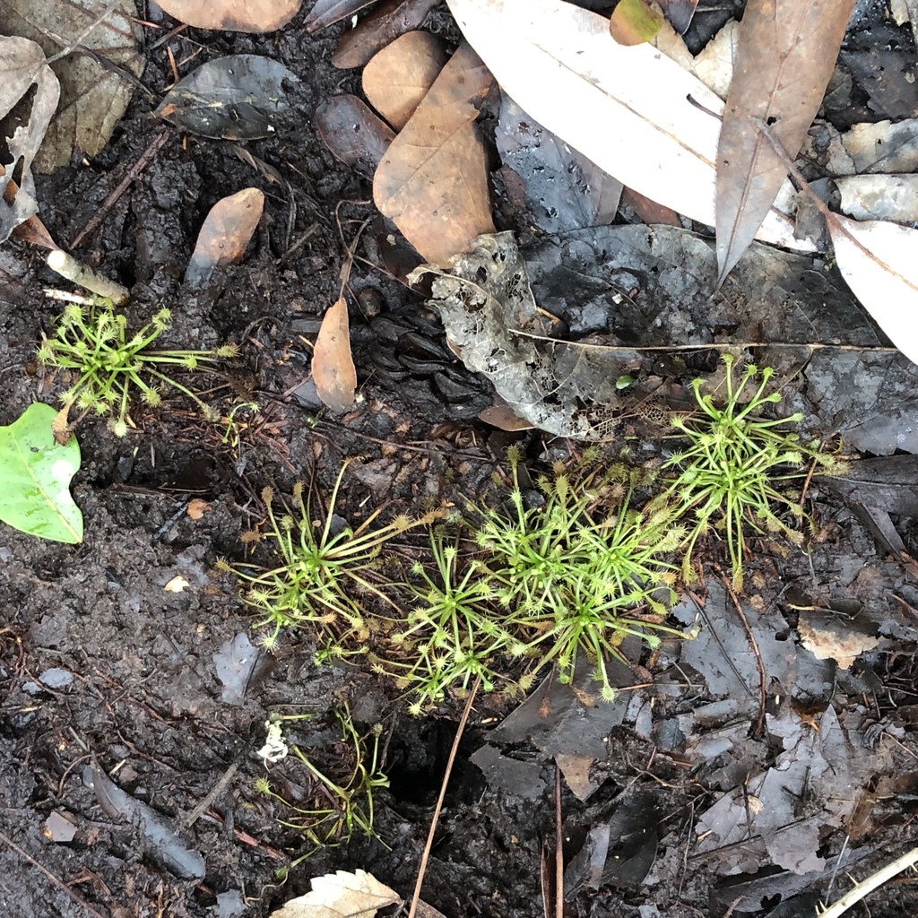 spoonleaf sundew from 36527, Daphne, AL, US on January 17, 2019 at 02: ...
