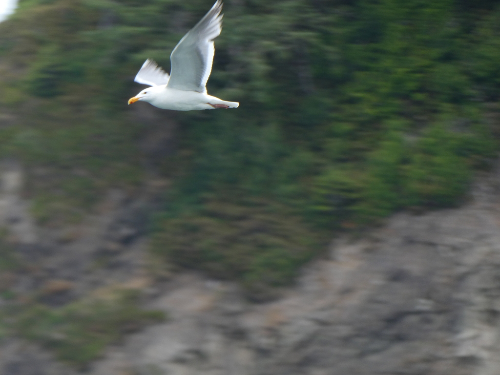 Large White-headed Gulls from Ruby Beach, Washington 98331 on June 18 ...