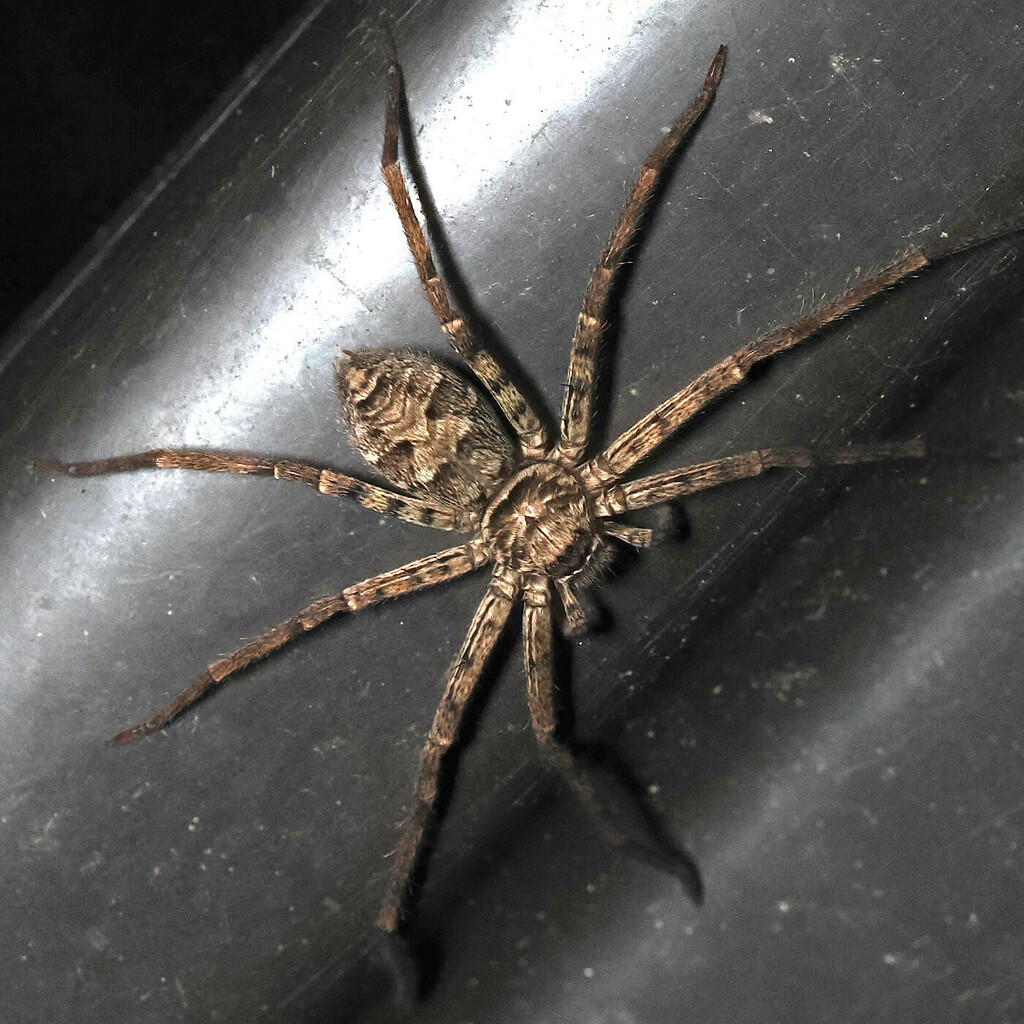 Pantropical Huntsman Spider from Osaka, Izunokuni, Shizuoka 410-2203 ...