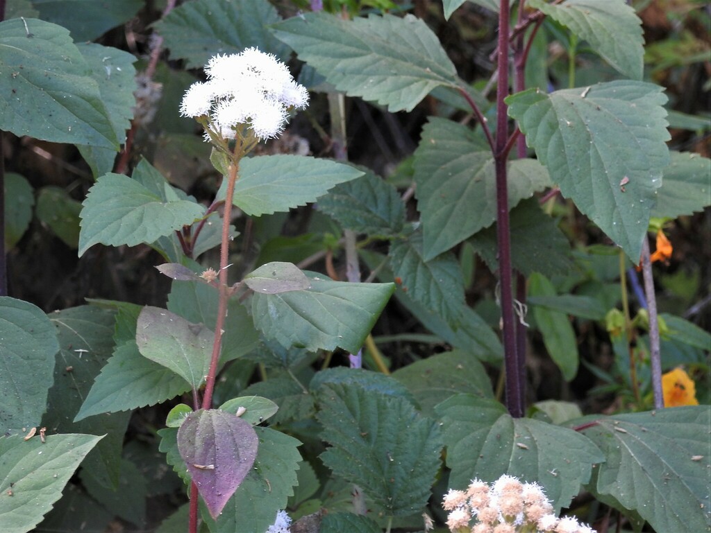 Crofton Weed from Angel Island, Tiburon, CA 94920, USA on July 24, 2023 ...