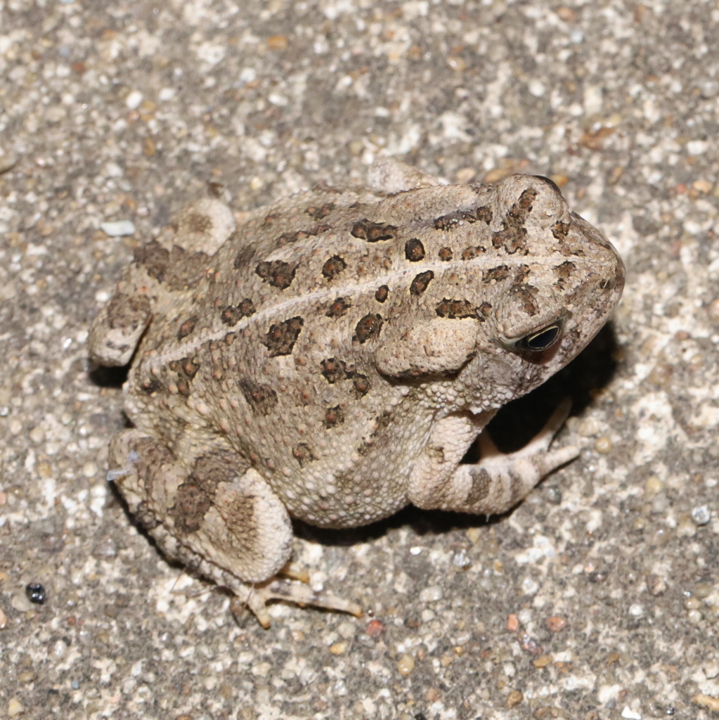 Fowler's Toad from Cleburne County, AR, USA on July 24, 2023 at 05:10 ...