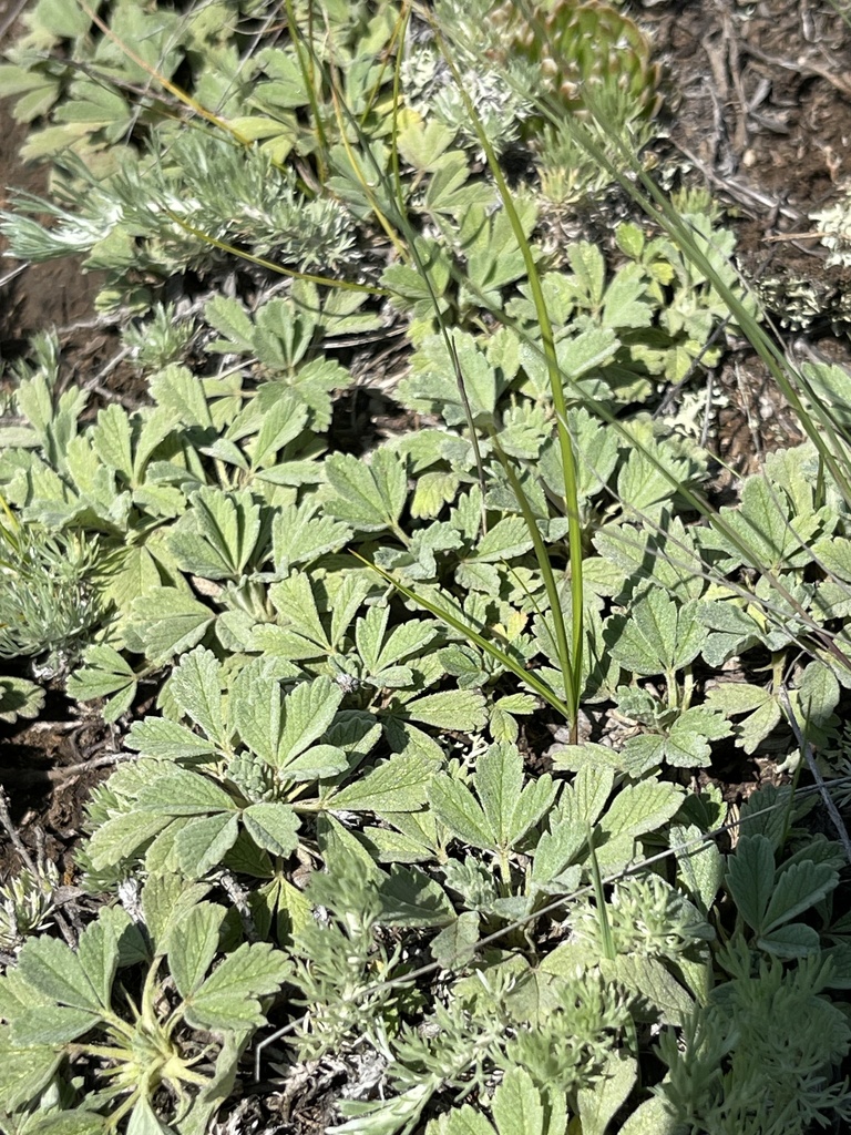 Potentilla acaulis from Мухоршибирский район, Бурятия, RU on July 25 ...