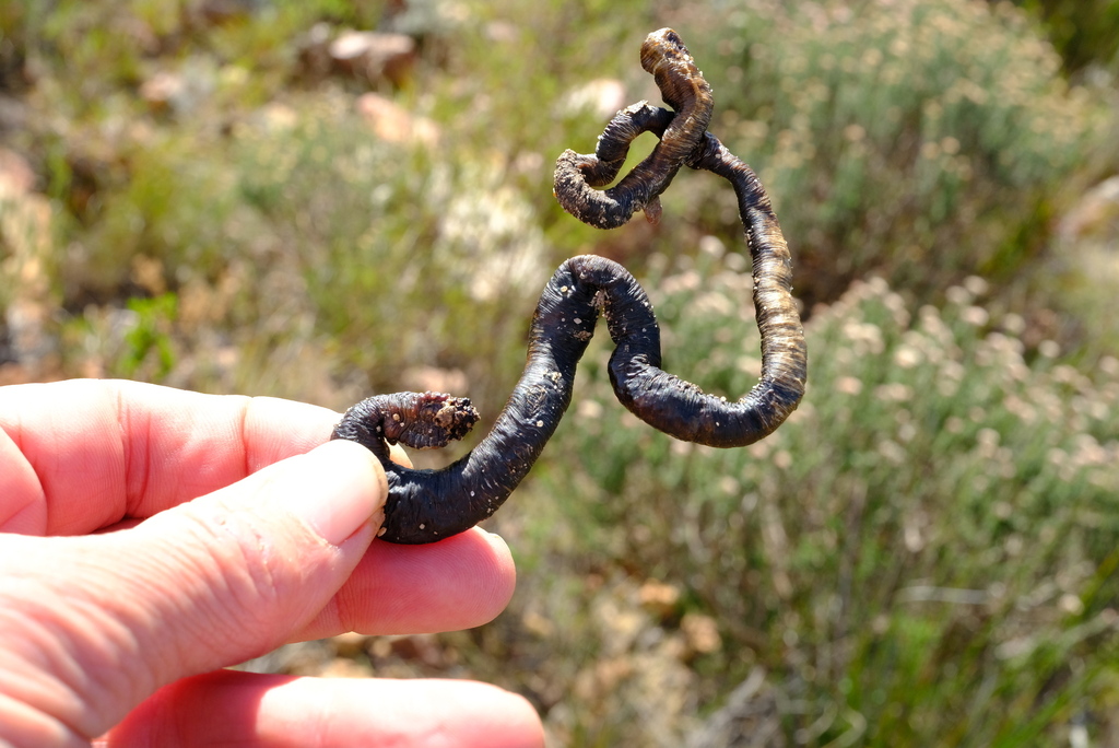 Huge Giant Earthworms from Sarah Baartman District Municipality, South ...