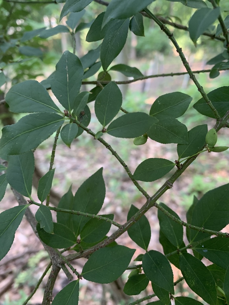 winged euonymus from Overly Dr, Alexandria, VA, US on July 18, 2023 at ...
