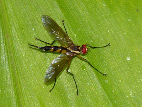 Genus Trichodura · iNaturalist