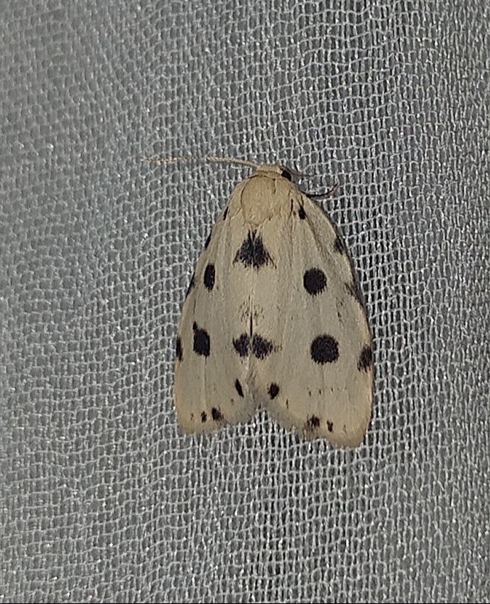 Aemene from Chemmanthoor, Punalur, Kerala 691305, India on July 25 ...