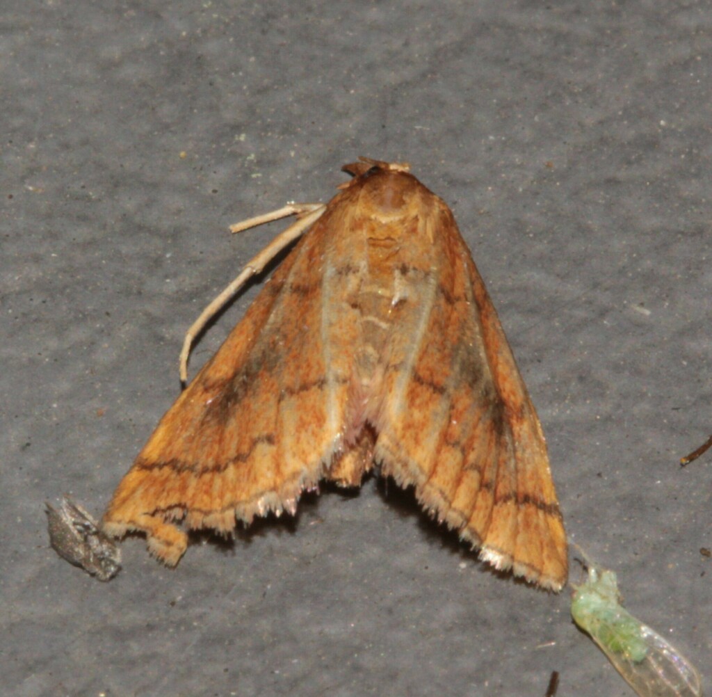 Mint Root Borer Moth from Mont-Joli, QC, Canada, 1101 rue Lussier on ...