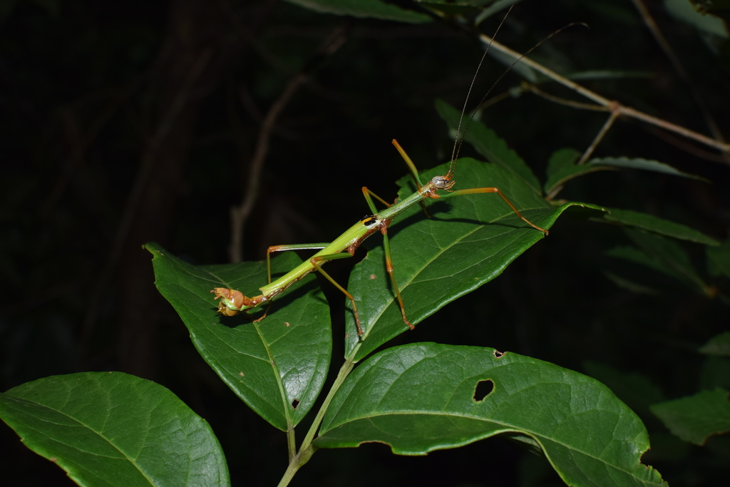 Sinophasma hoenei from 中国浙江省杭州市临安区 on July 15, 2023 at 03:37 PM by 江国彬 ...