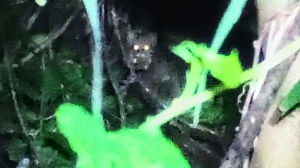 Southern Tigrina in June 2023 by Gabriel lima. Fotos tiradas de um ...