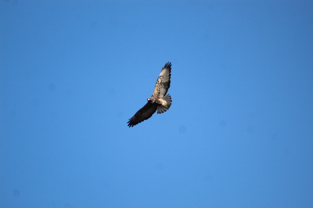 White-tailed Hawk from Zapopan, Jal., México on February 23, 2023 at 10 ...