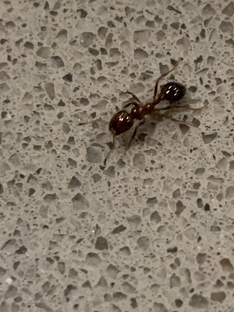Red Imported Fire Ant from Kingsbarn St, Kissimmee, FL, US on July 23 ...