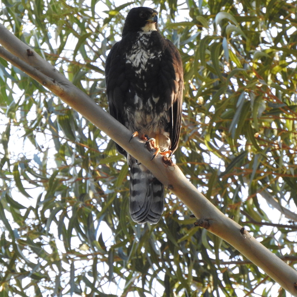 Black Goshawk from Cape Town, South Africa on July 25, 2023 at 08:36 AM ...