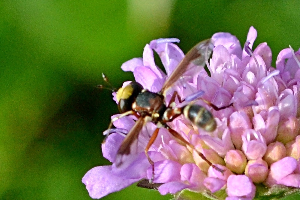 Physocephala vittata from Kosmonosy, Česko on July 13, 2023 at 05:19 PM ...