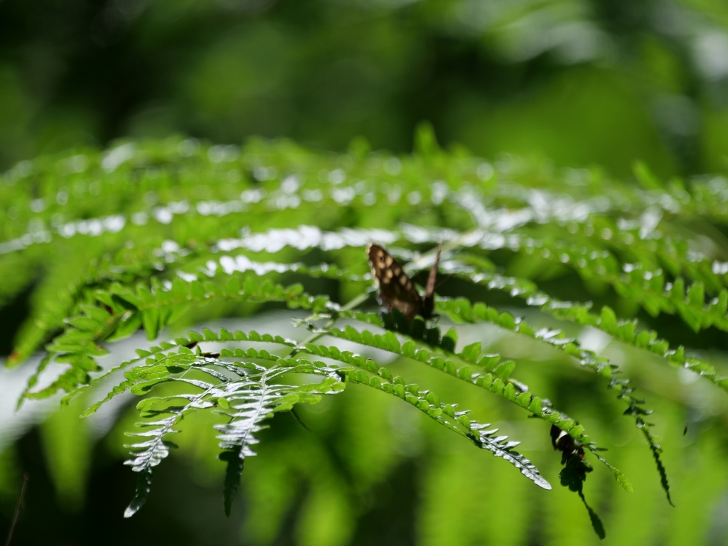 Speckled Wood from National Trust - Marley Common on July 25, 2023 at ...