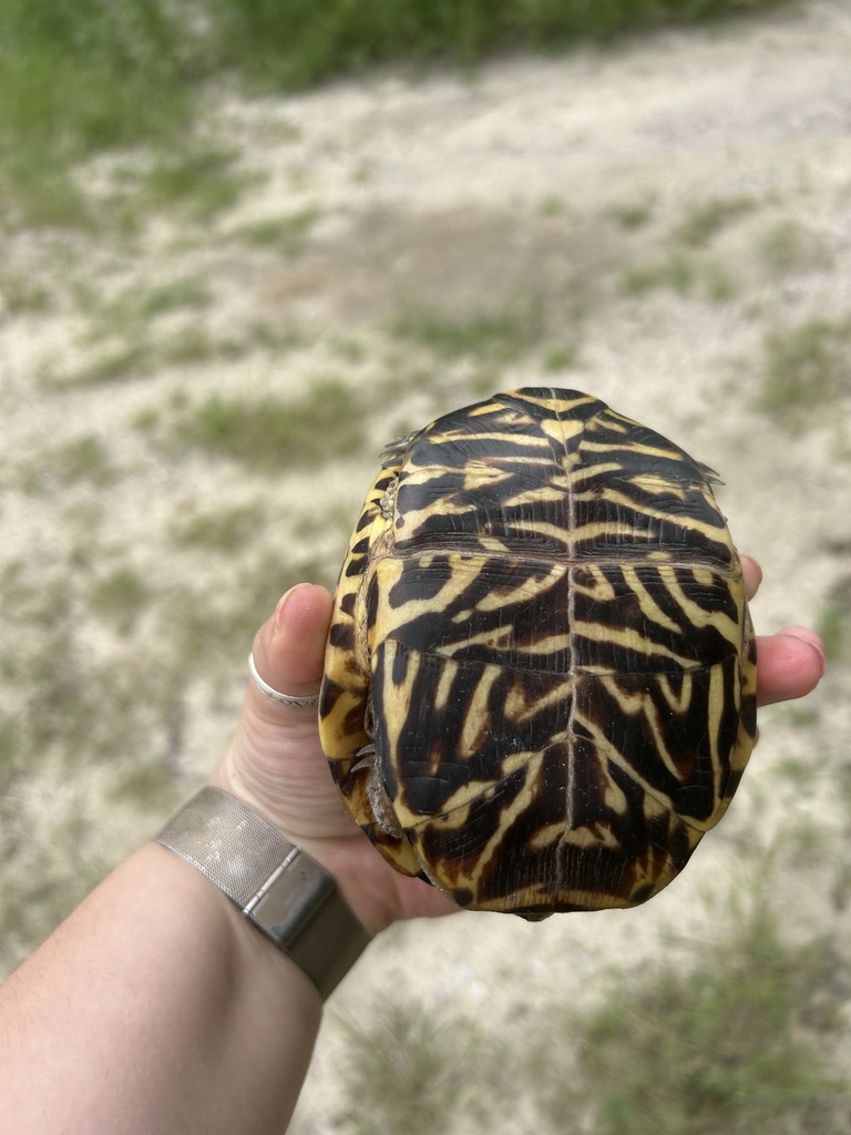 Ornate Box Turtle from Berry Bridge Rd, Valentine, NE, US on July 24 ...