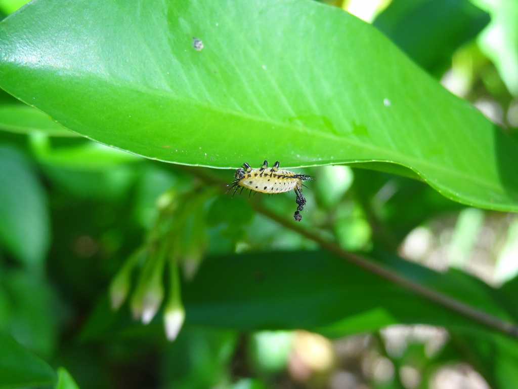 Asian Spotted Tortoise Beetle from 600台灣嘉義市 on June 25, 2023 at 08:31 ...