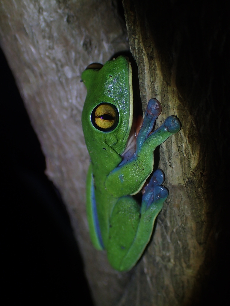 Blue-sided Tree Frog in May 2023 by Esteban Hernández Arce · iNaturalist