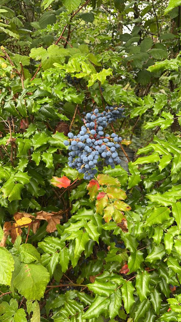 Oregon grape from Bellingham on July 25, 2023 at 08:55 AM by Peggy ...